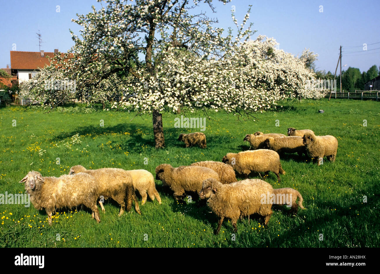 Hausschaf Domestic Sheep Europe Germany Stock Photo - Alamy