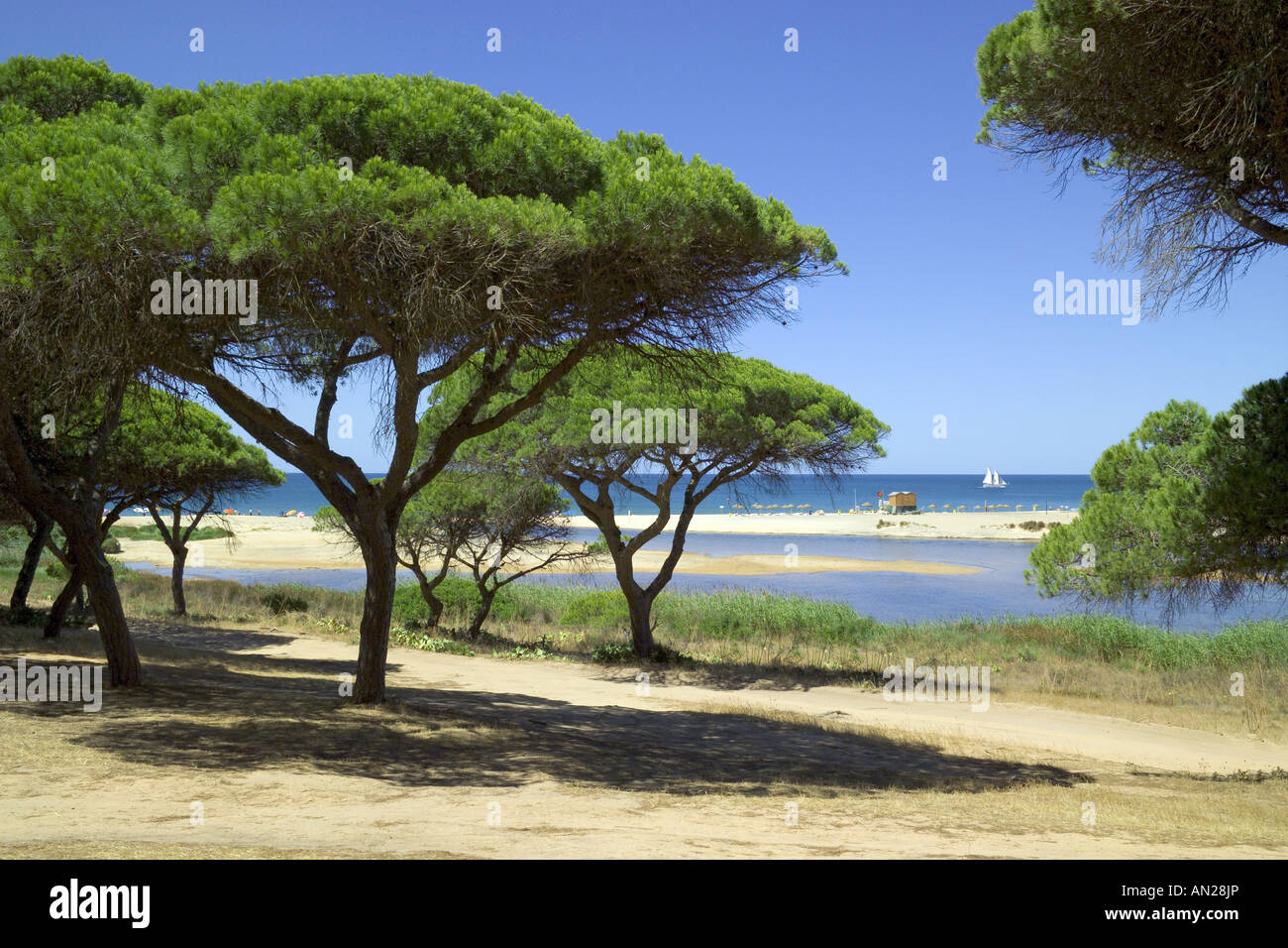 Umbrella pine hi-res stock photography and images - Alamy