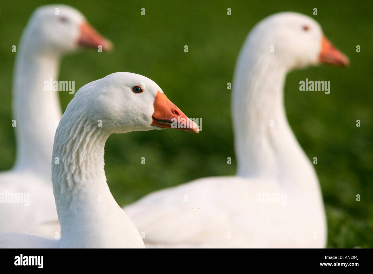 Hausgans anser anser domestica Domesticated Goose Domesticated Fowl ...