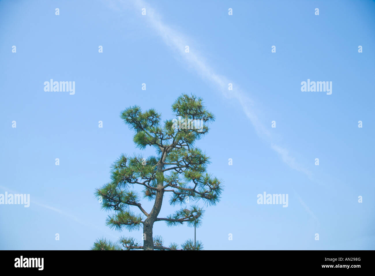 Japanese blue pine hi-res stock photography and images - Alamy