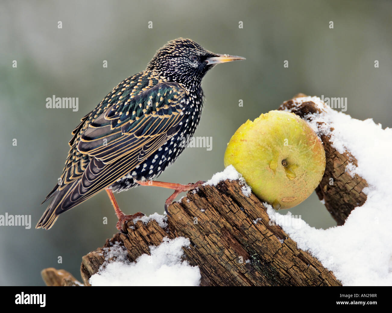 Eurasian starling hi-res stock photography and images - Alamy