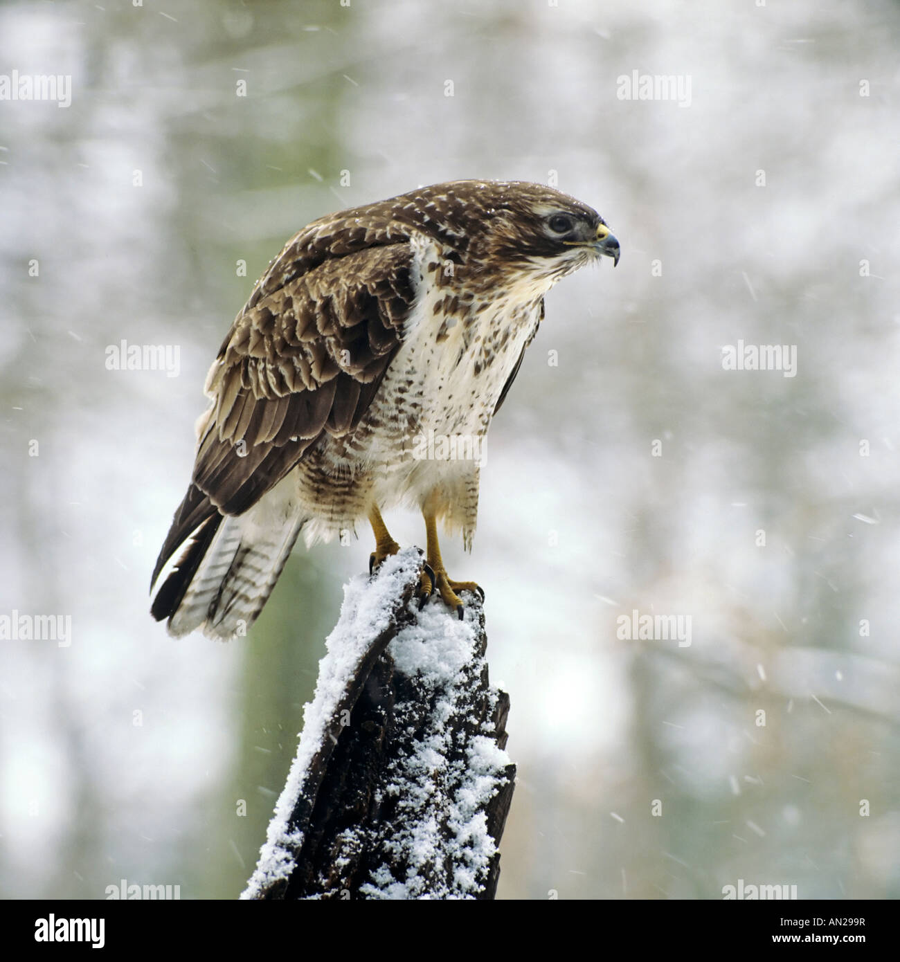 Eurasian buzzards hi-res stock photography and images - Alamy