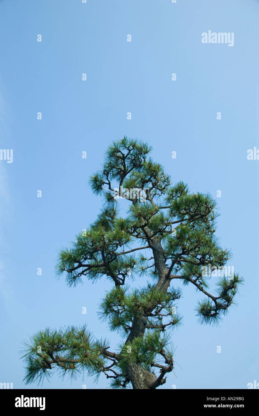 Japanese blue pine hi-res stock photography and images - Alamy