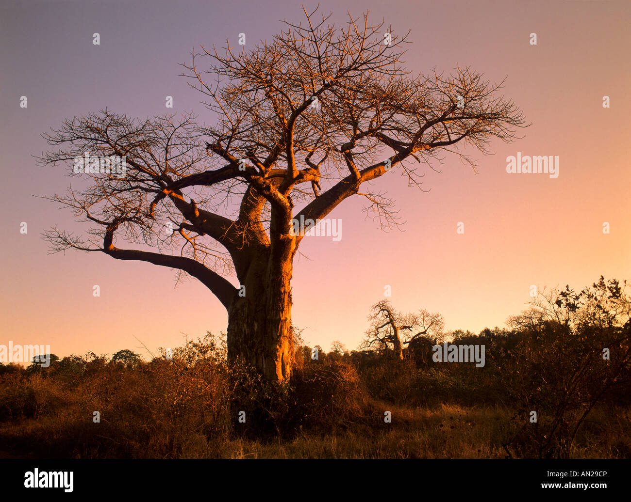 giant baobab trees Adansonia digitata in last evening light Kruger ...