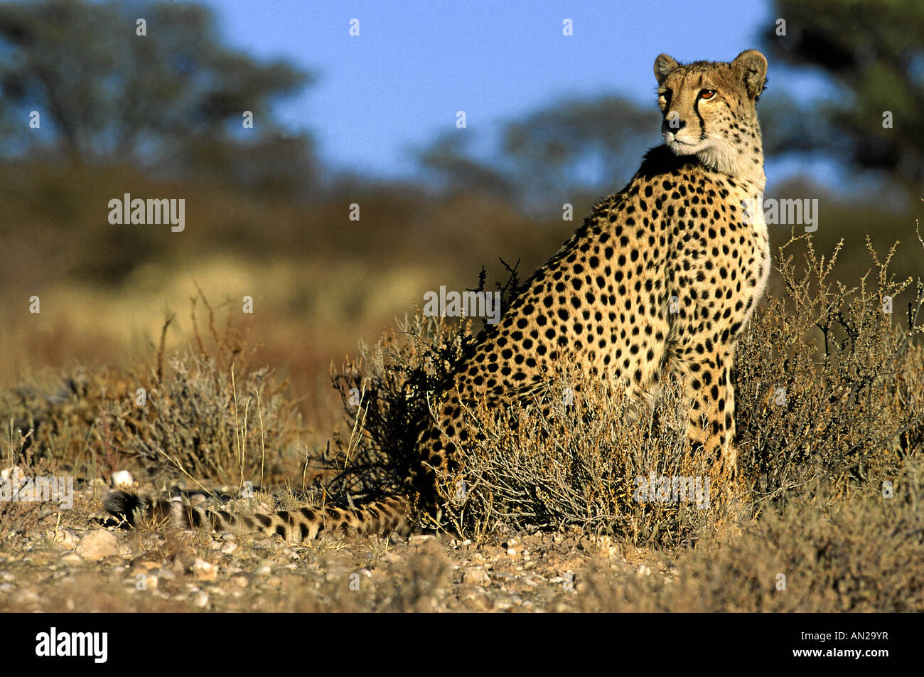Gepard Cheetah Acinonyx jubatus Afrika Africa Stock Photo - Alamy