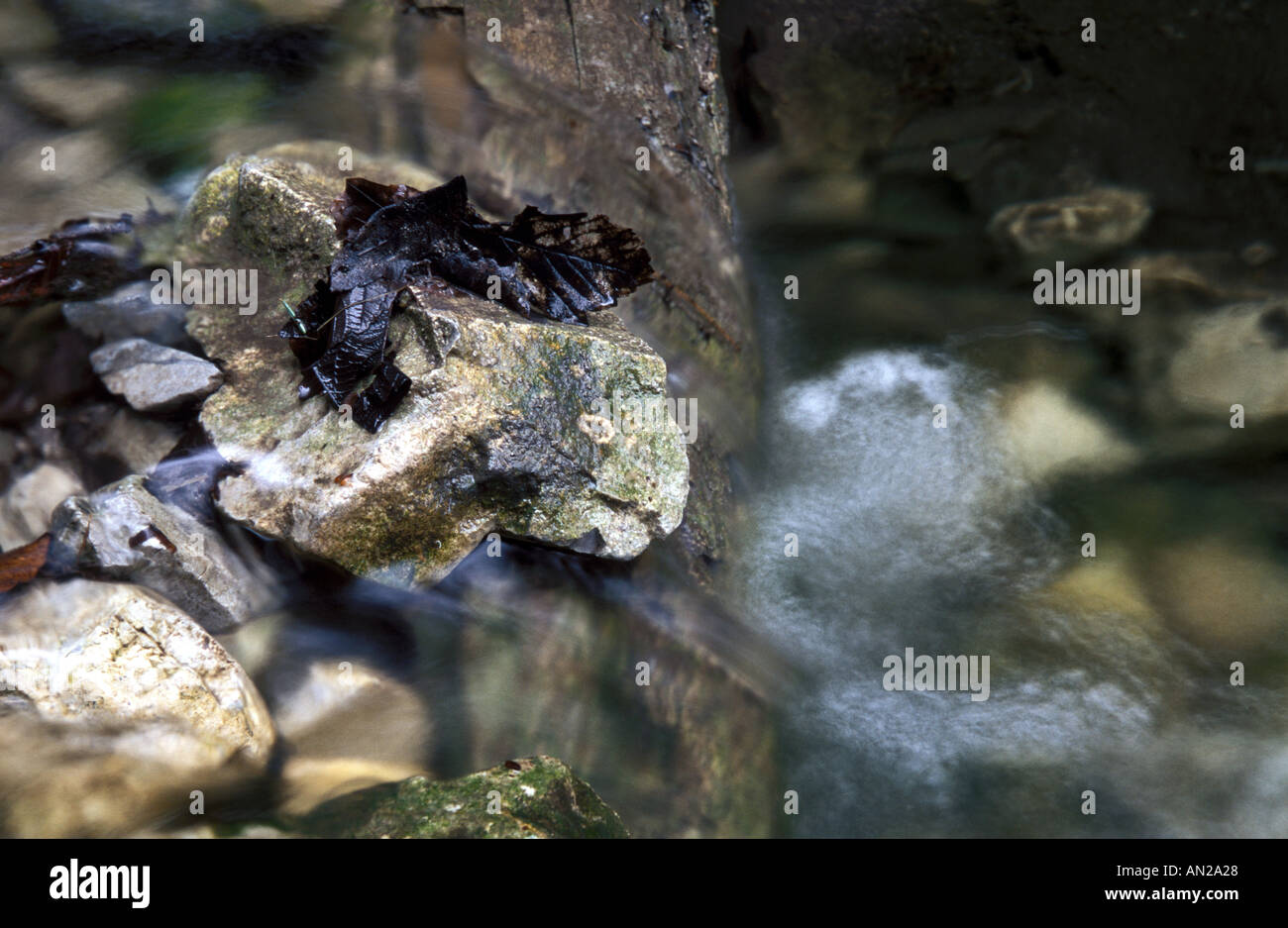 Stone parrot and sea horse Stock Photo - Alamy