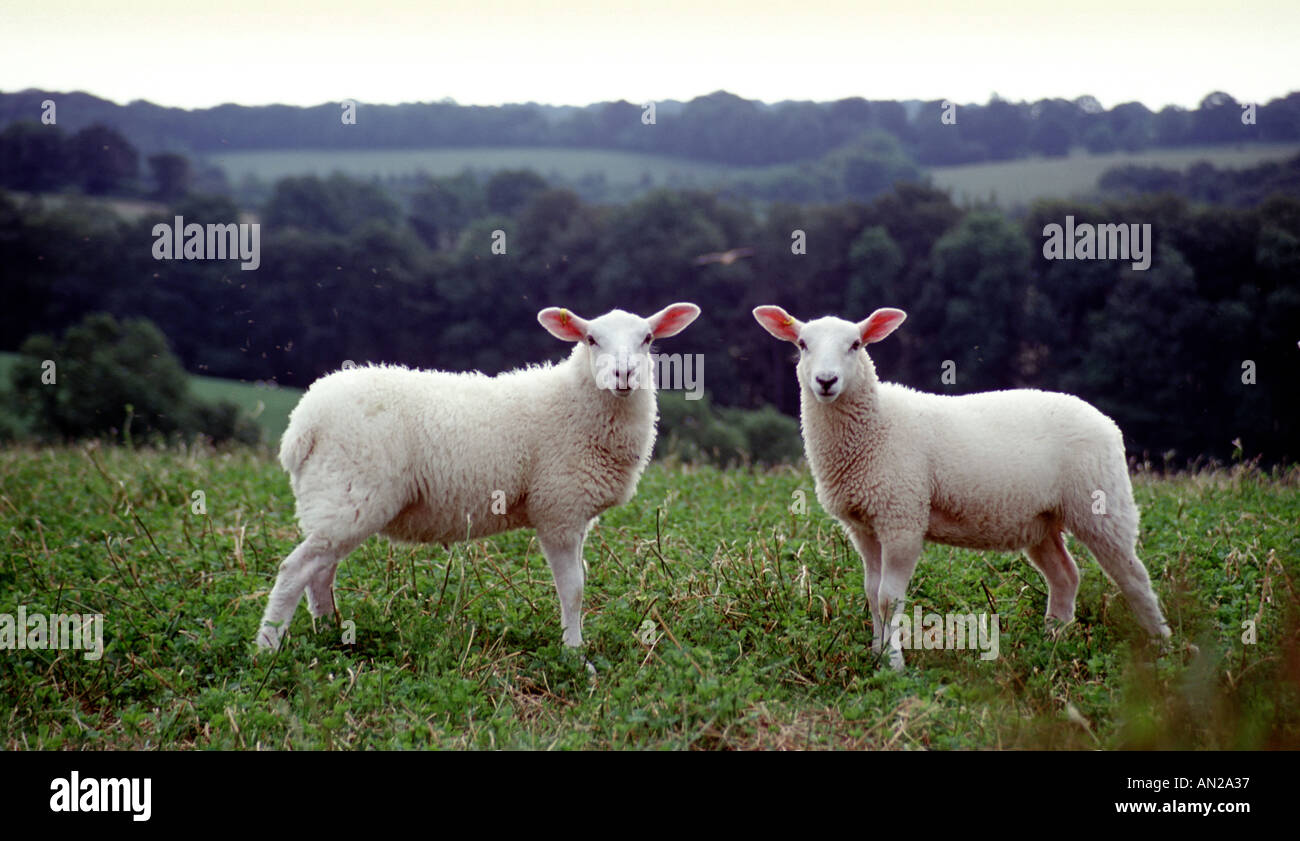 Dolly Sheep Clone High Resolution Stock Photography and Images - Alamy
