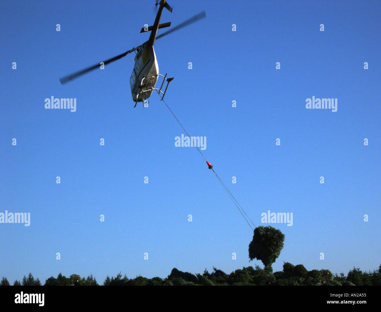 Chrismas tree harvesting by helicopter Stock Photo - Alamy