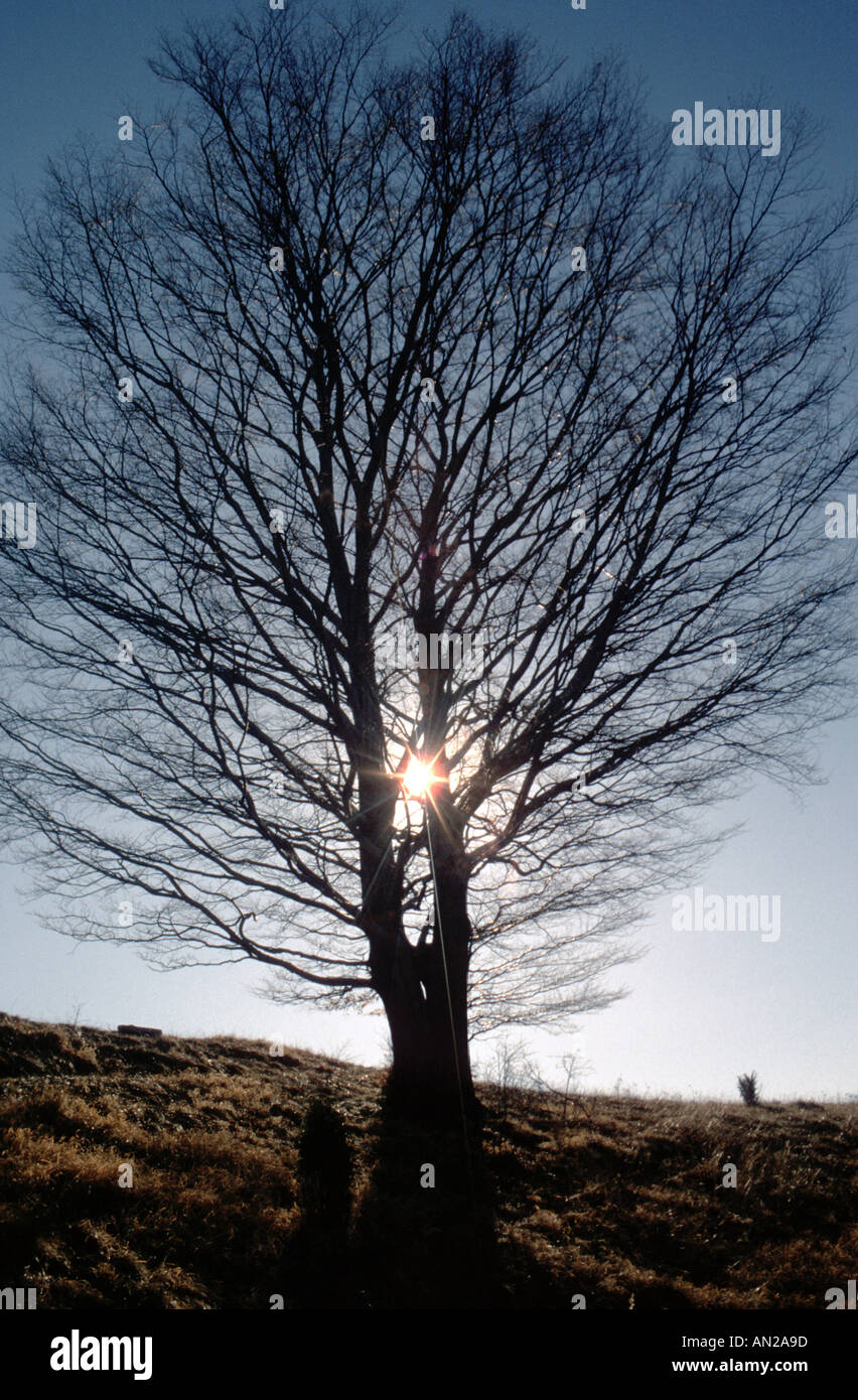 Solitaire backlit tree over blue sky and sun in back, silhouette Stock ...
