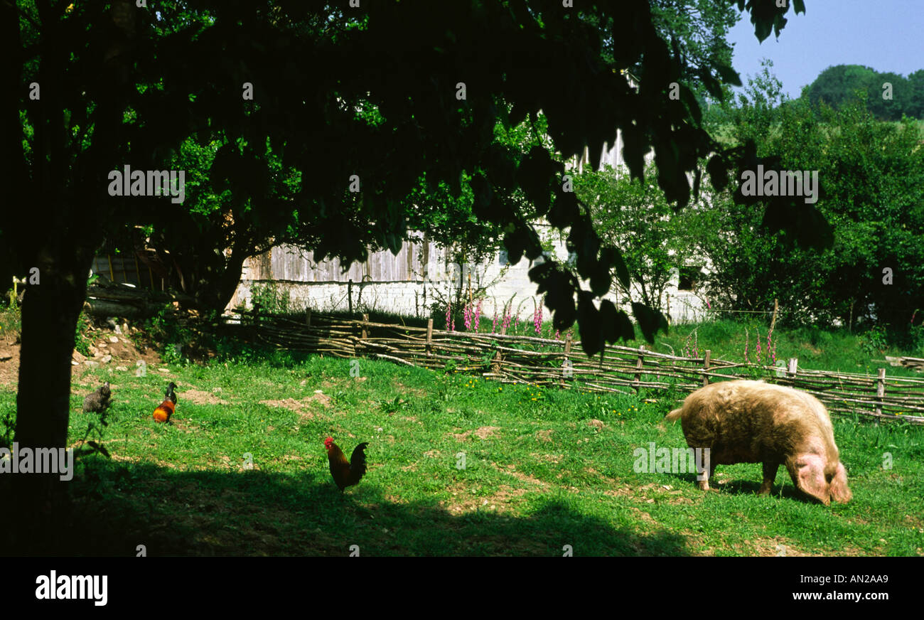 Farmyard in Brittany northern France with a pig and hens feeding Stock ...