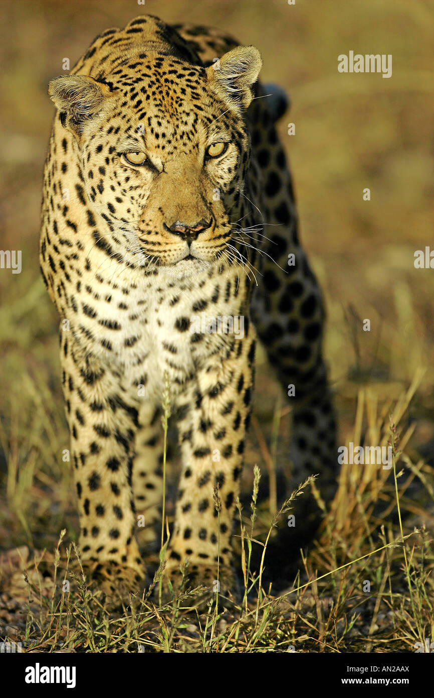 male leopard panthera pardus standing in savannah in early morning ...