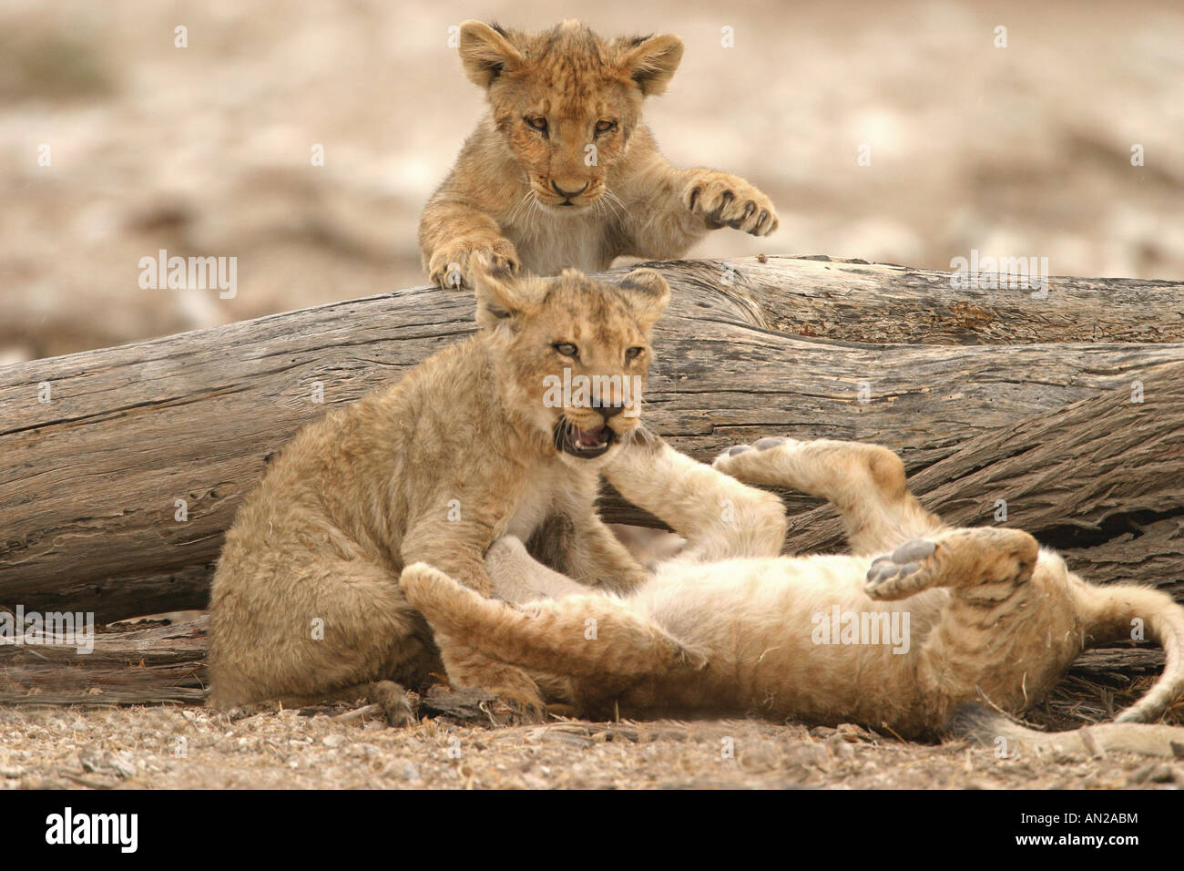 Afrikanischer Loewe African Lion Panthera Leo Afrika Africa Stock Photo ...