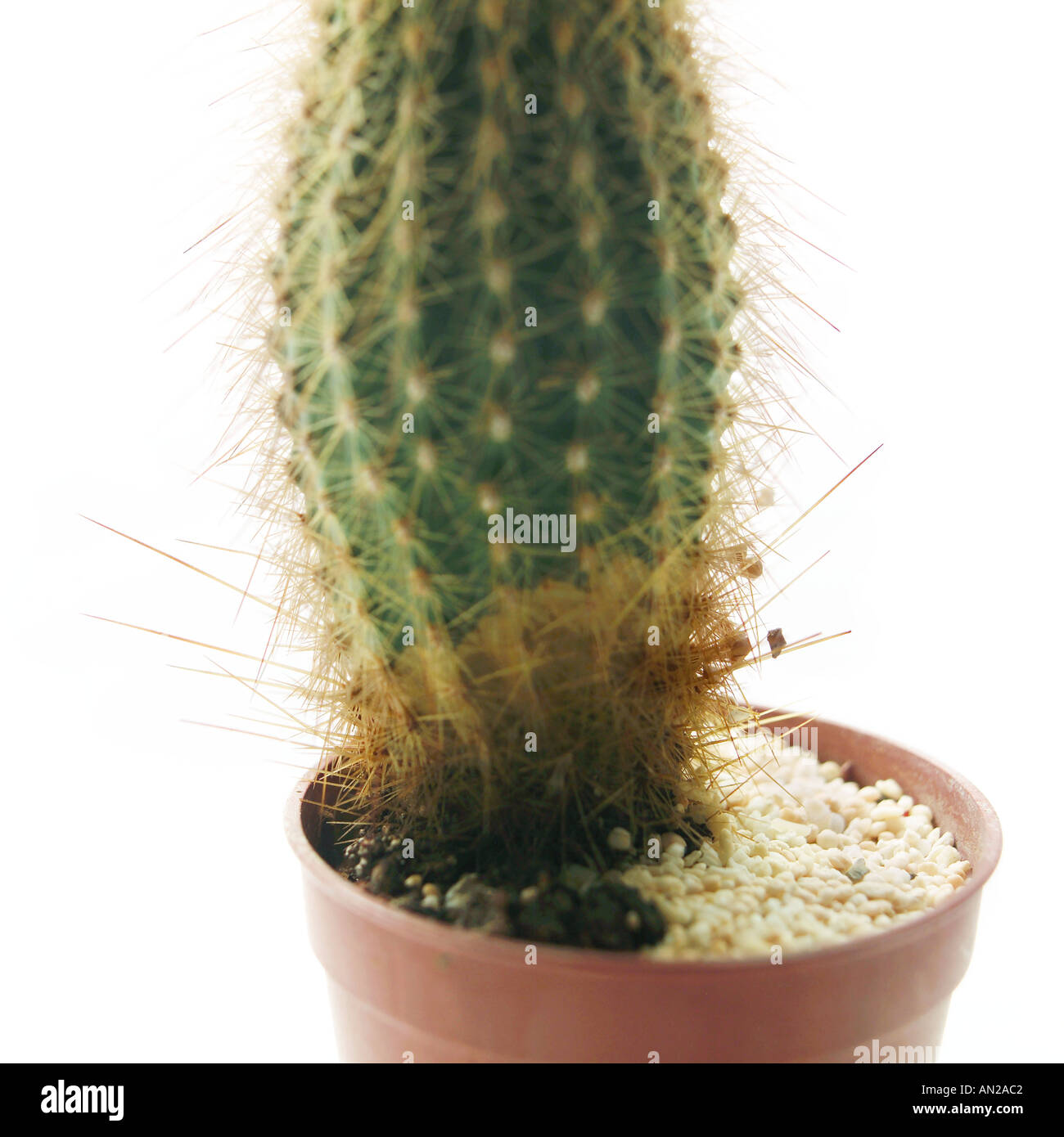 close up fat plant Stock Photo - Alamy