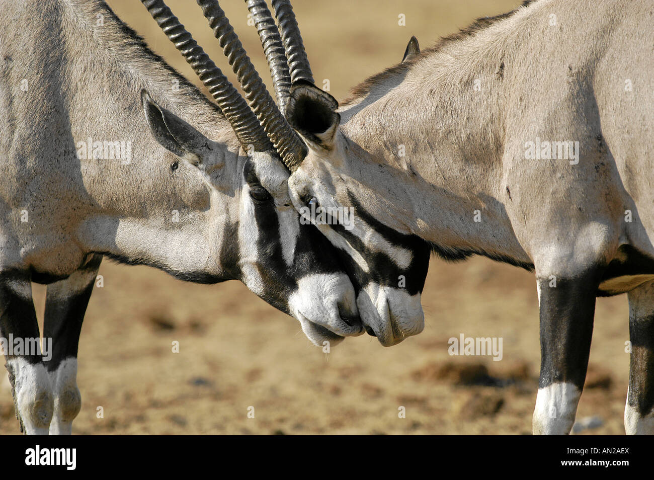 Oryxantilope Oryx gemsbock Oryx gazella Oryx Spiessbock Afrika Africa ...