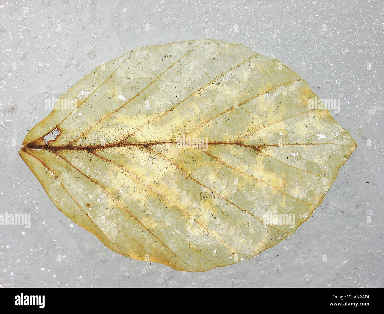 Yellow leaf transformed to fish Stock Photo - Alamy