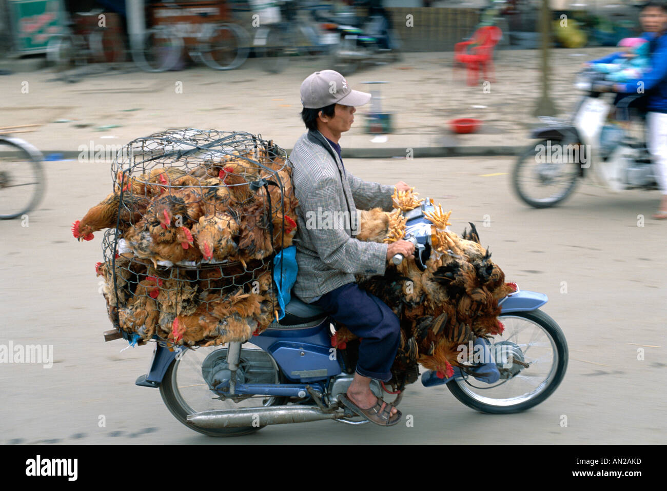 Street Scene / Man Riding Motorbike Transporting Chickens, Hue, Vietnam ...