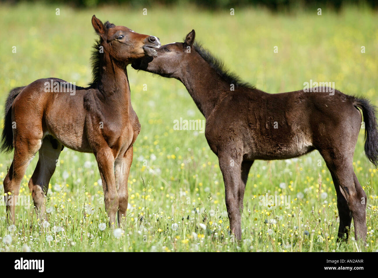 Deutsches Reitpony German Riding Pony Stock Photo - Alamy