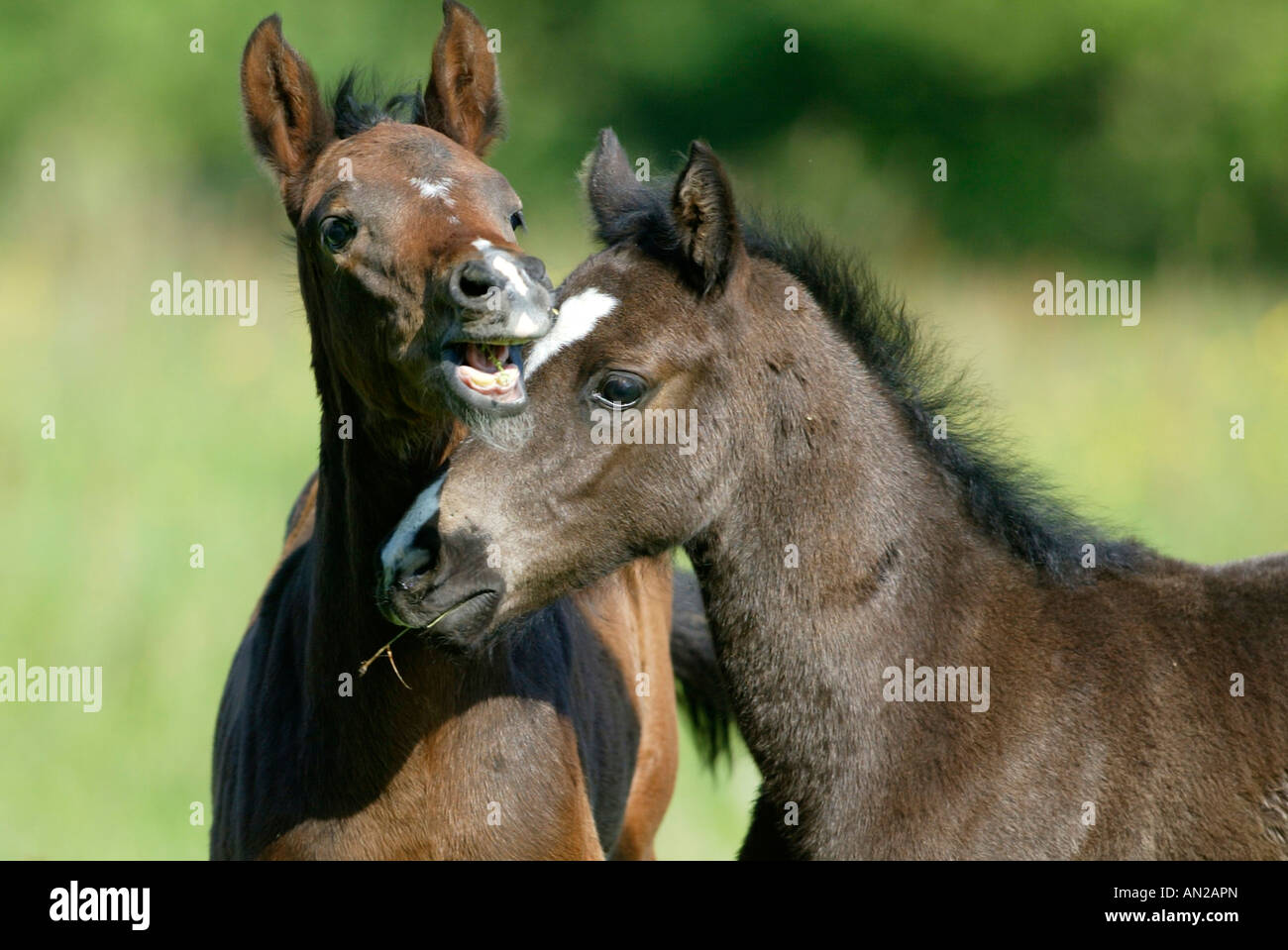 Deutsche reitpony hi-res stock photography and images - Alamy