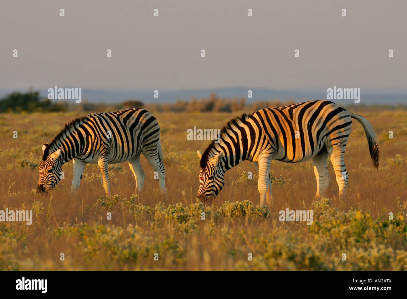 Graminivore hi-res stock photography and images - Alamy