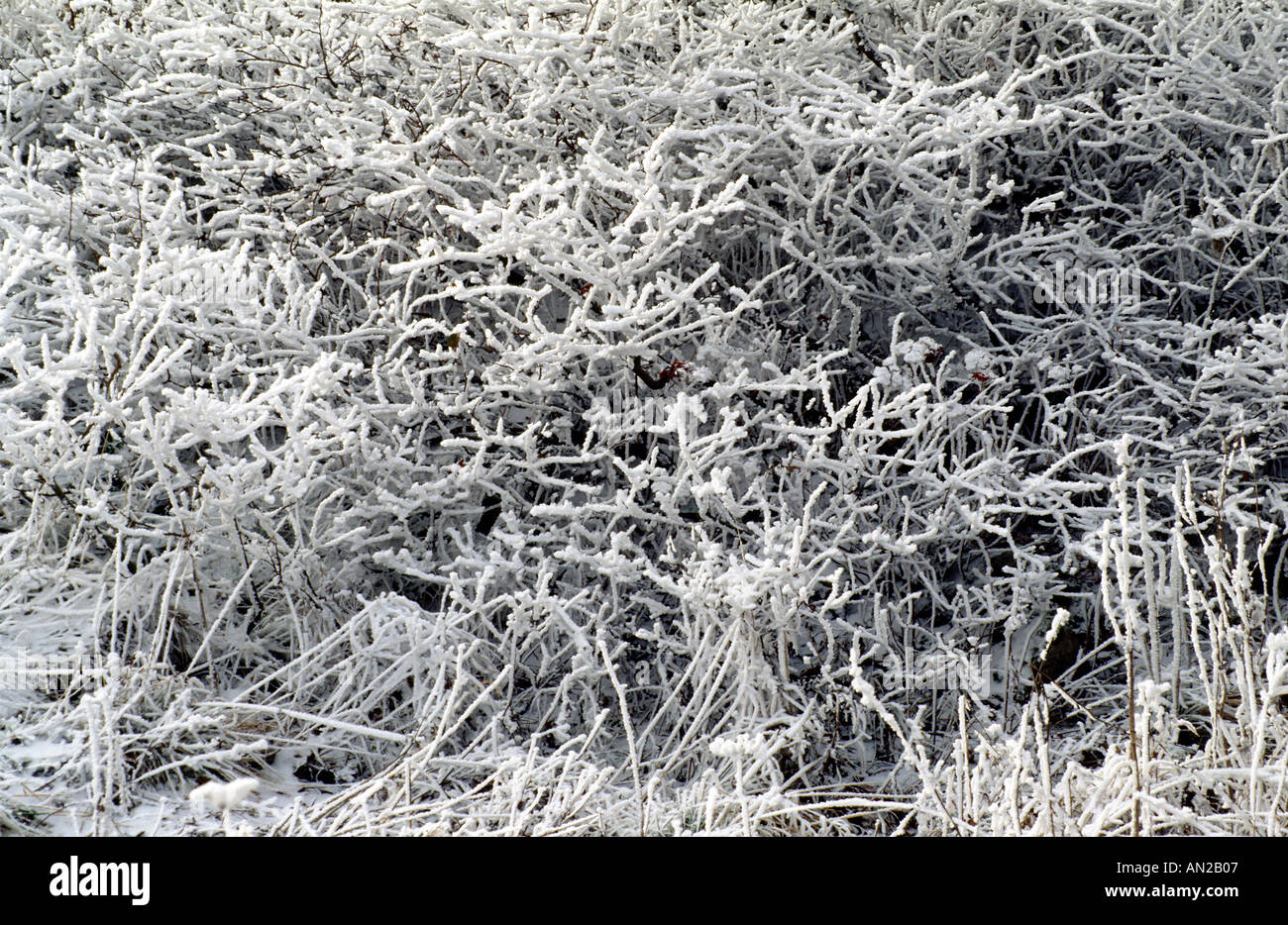 Branches with hoar Stock Photo - Alamy
