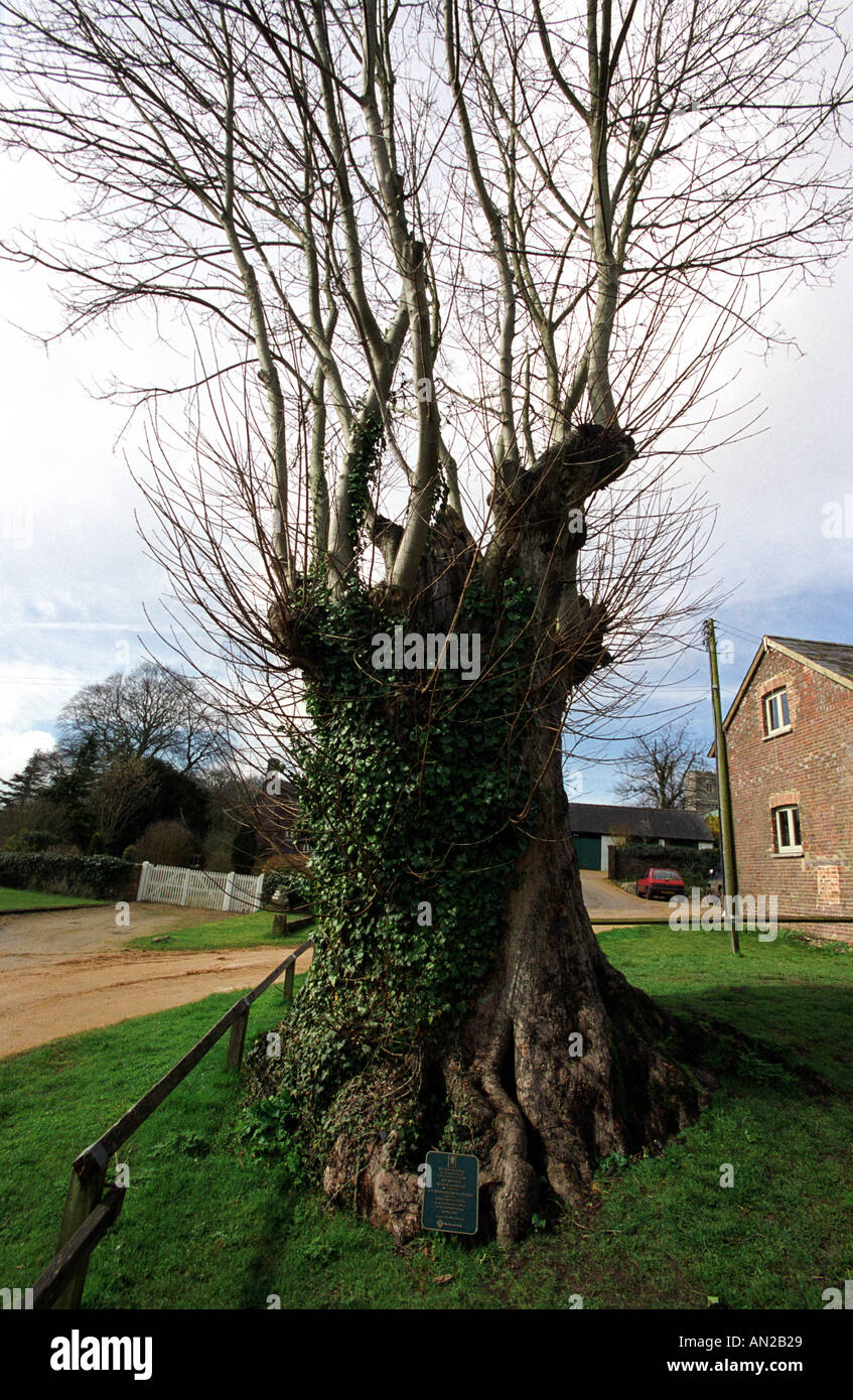 Tolpuddle martyrs tree hi-res stock photography and images - Alamy