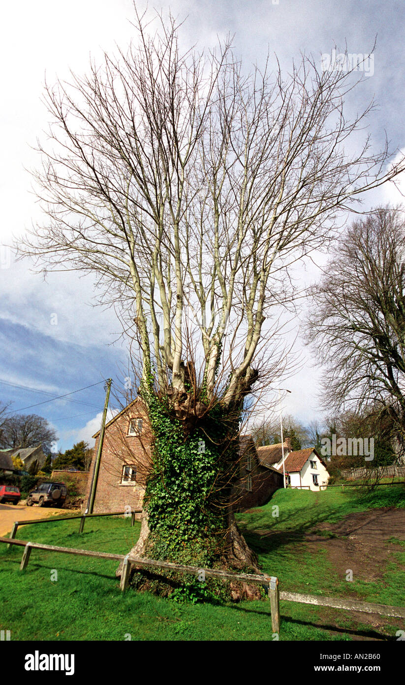 Tolpuddle martyrs tree hi-res stock photography and images - Alamy