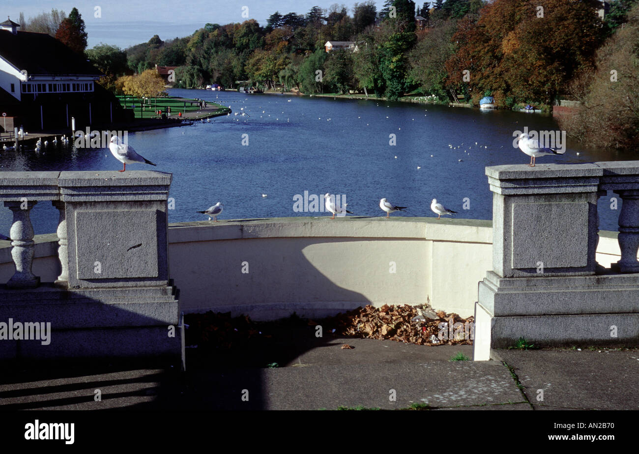 Seagulls sitting on bridge across river Thames in Reading, UK Stock ...