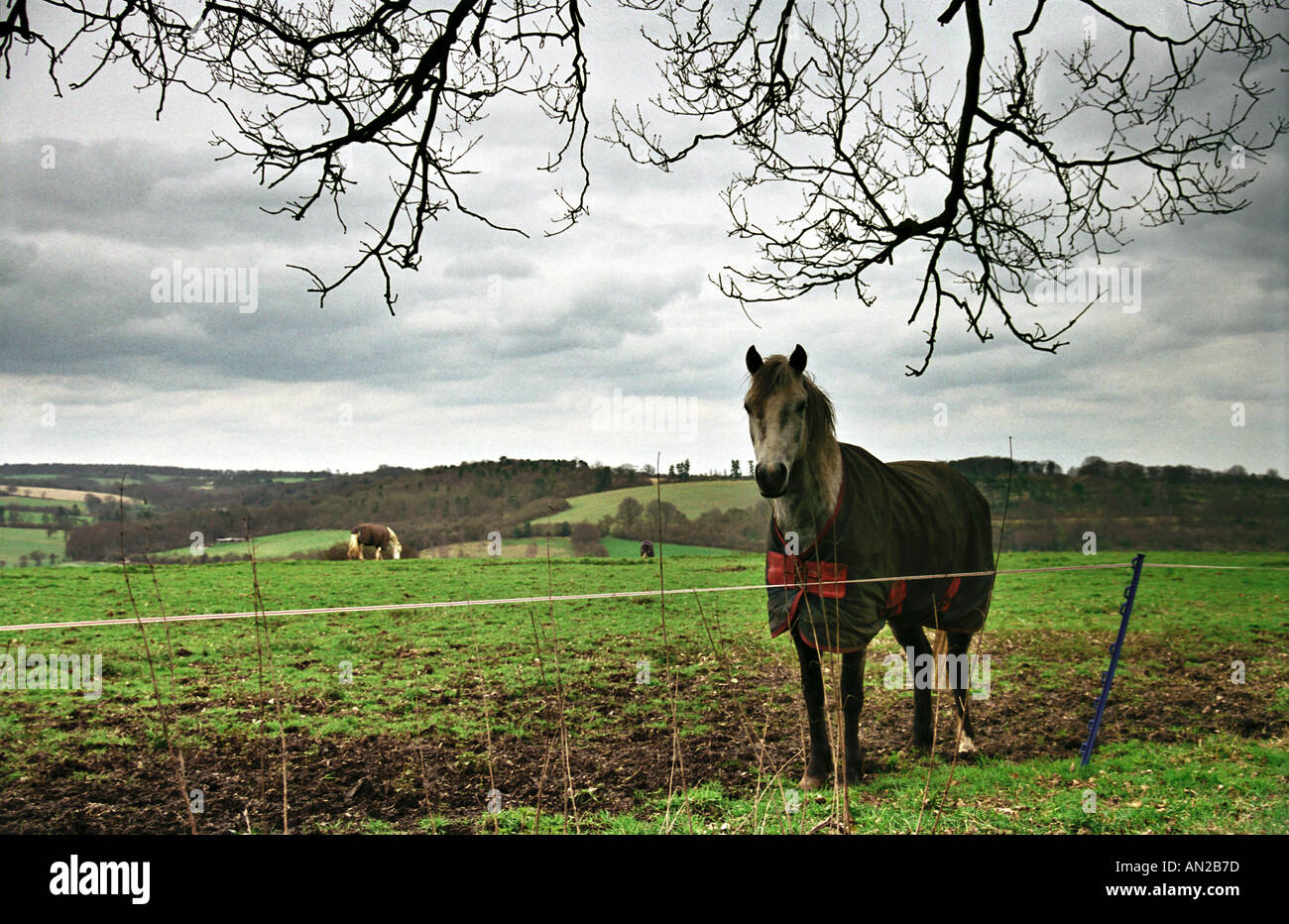 Horse ribbon english countryside hi-res stock photography and images ...