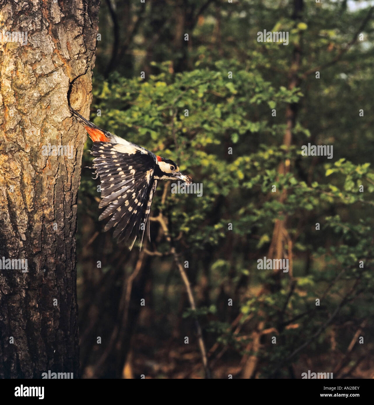 Buntspecht fliegend Great Spotted Woodpecker Dendrocopos major europe ...