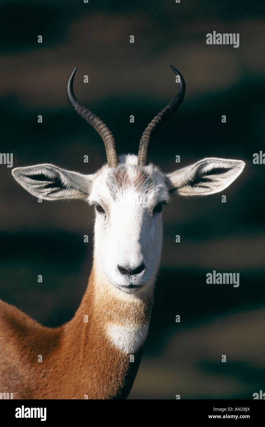 Damagazelle Dama Gazelle female Weibchen Nanger dama, Gazella dama ...