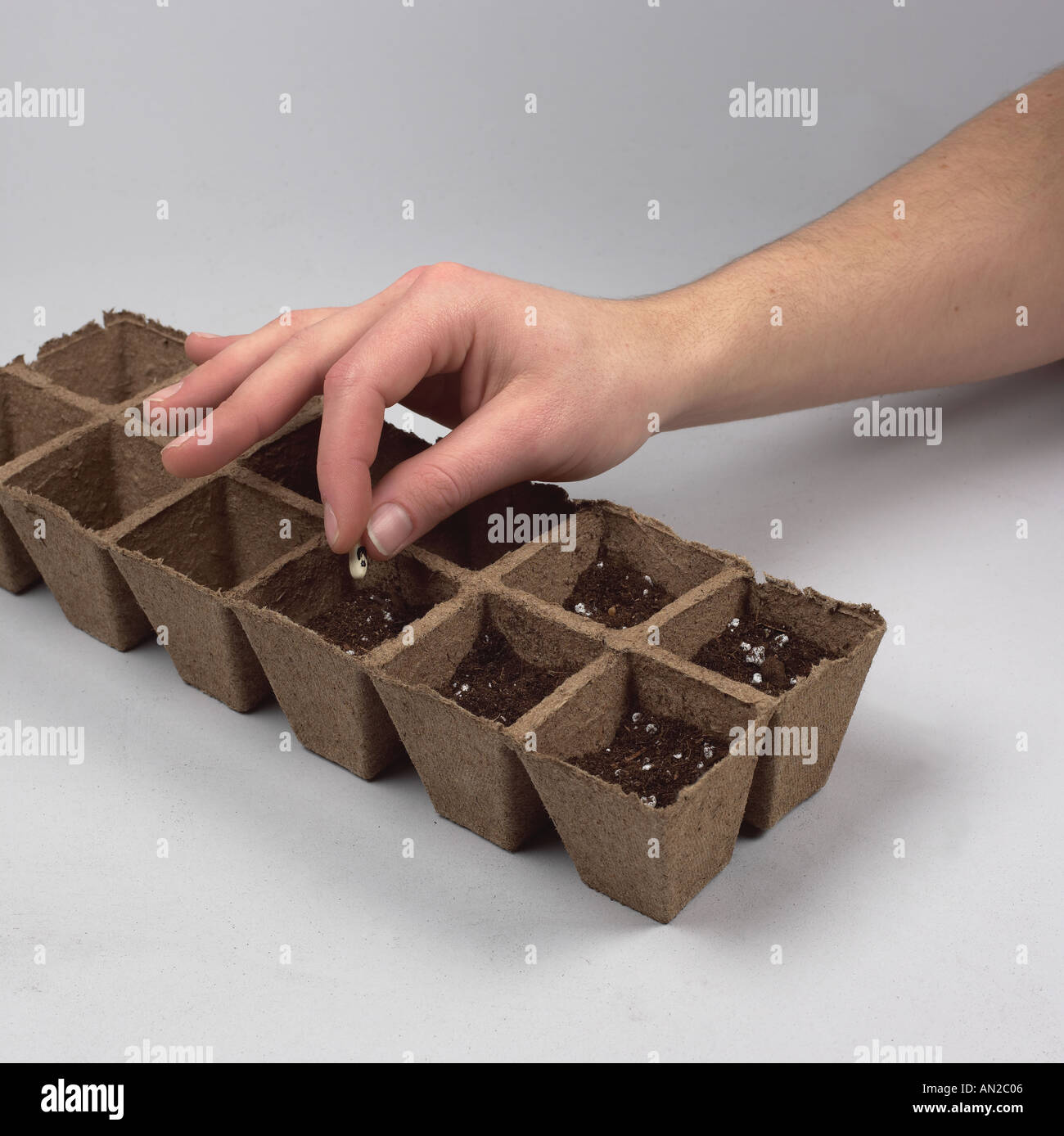planting a bean seed in peat pots Stock Photo - Alamy