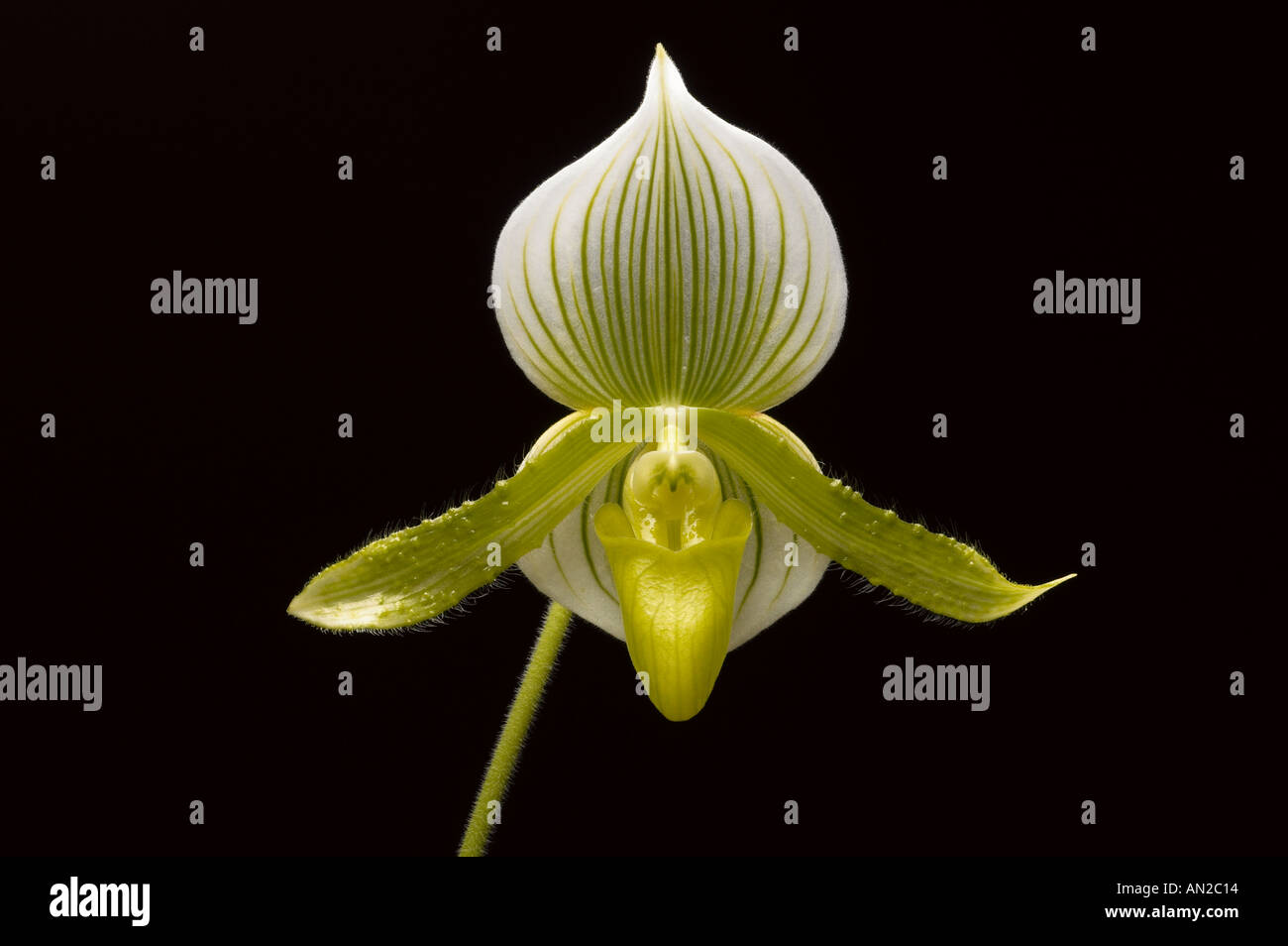 paphiopedilum maudiae type orchid Stock Photo - Alamy