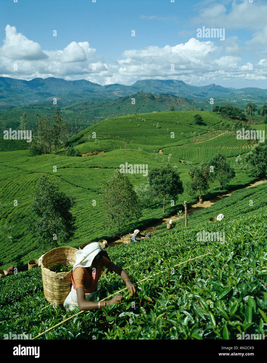Tea Fields / Tea Pickers, Nuwara Eliya, Sri Lanka Stock Photo - Alamy
