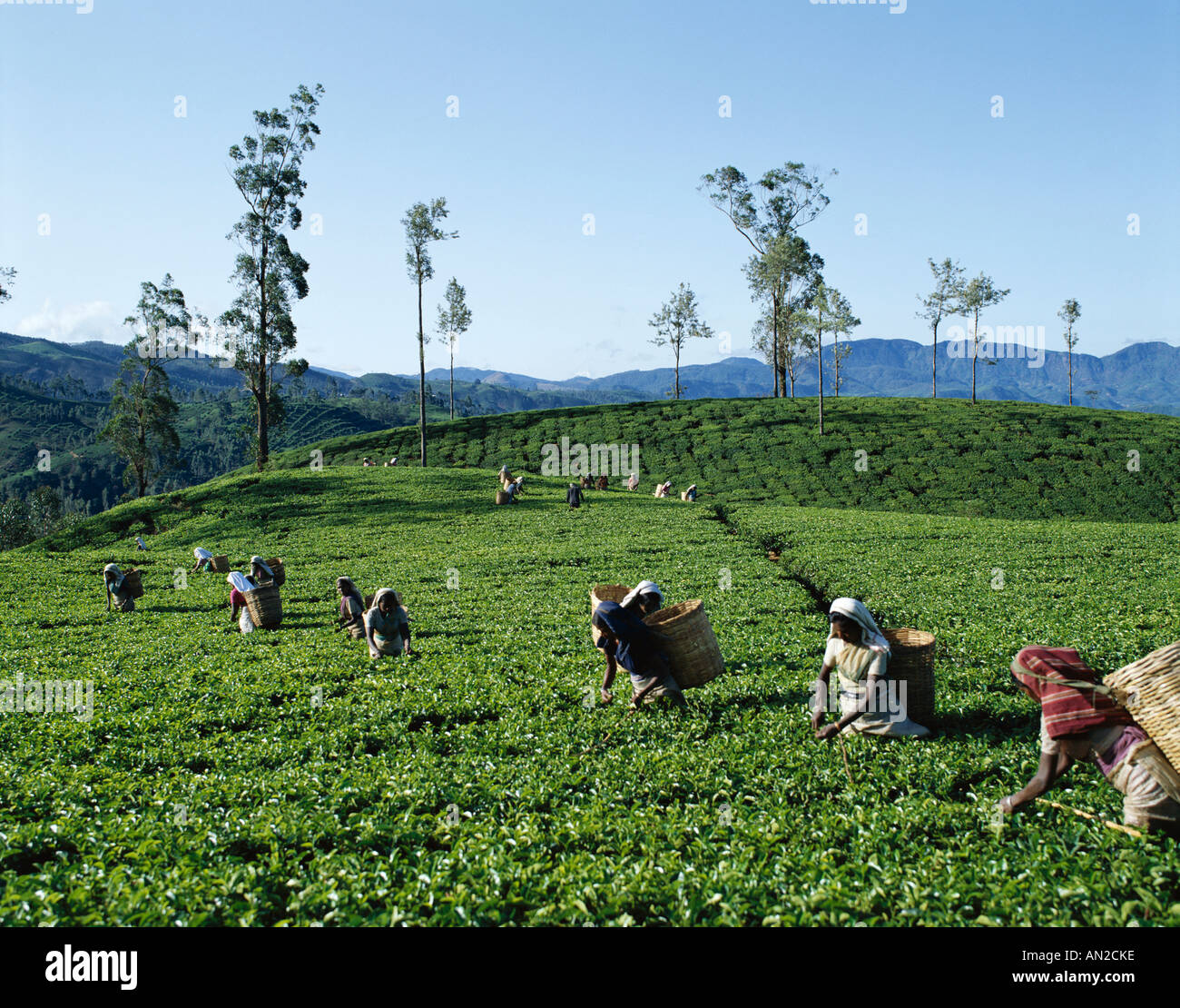 Tea Fields / Tea Pickers, Nuwara Eliya, Sri Lanka Stock Photo - Alamy