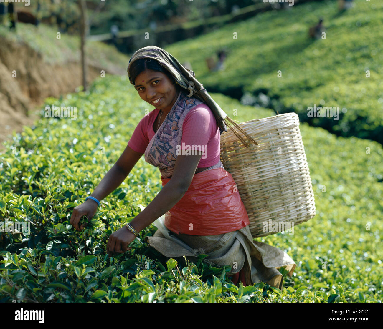 Tea Fields / Tea Picker, Nuwara Eliya, Sri Lanka Stock Photo - Alamy