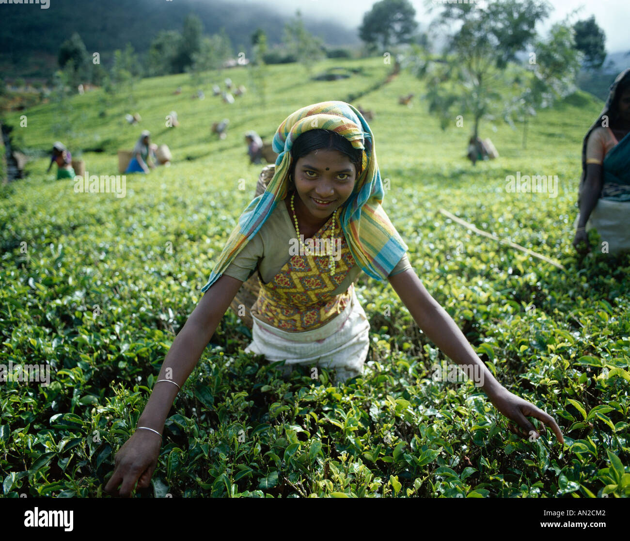 Tea Fields / Tea Picker, Nuwara Eliya, Sri Lanka Stock Photo - Alamy