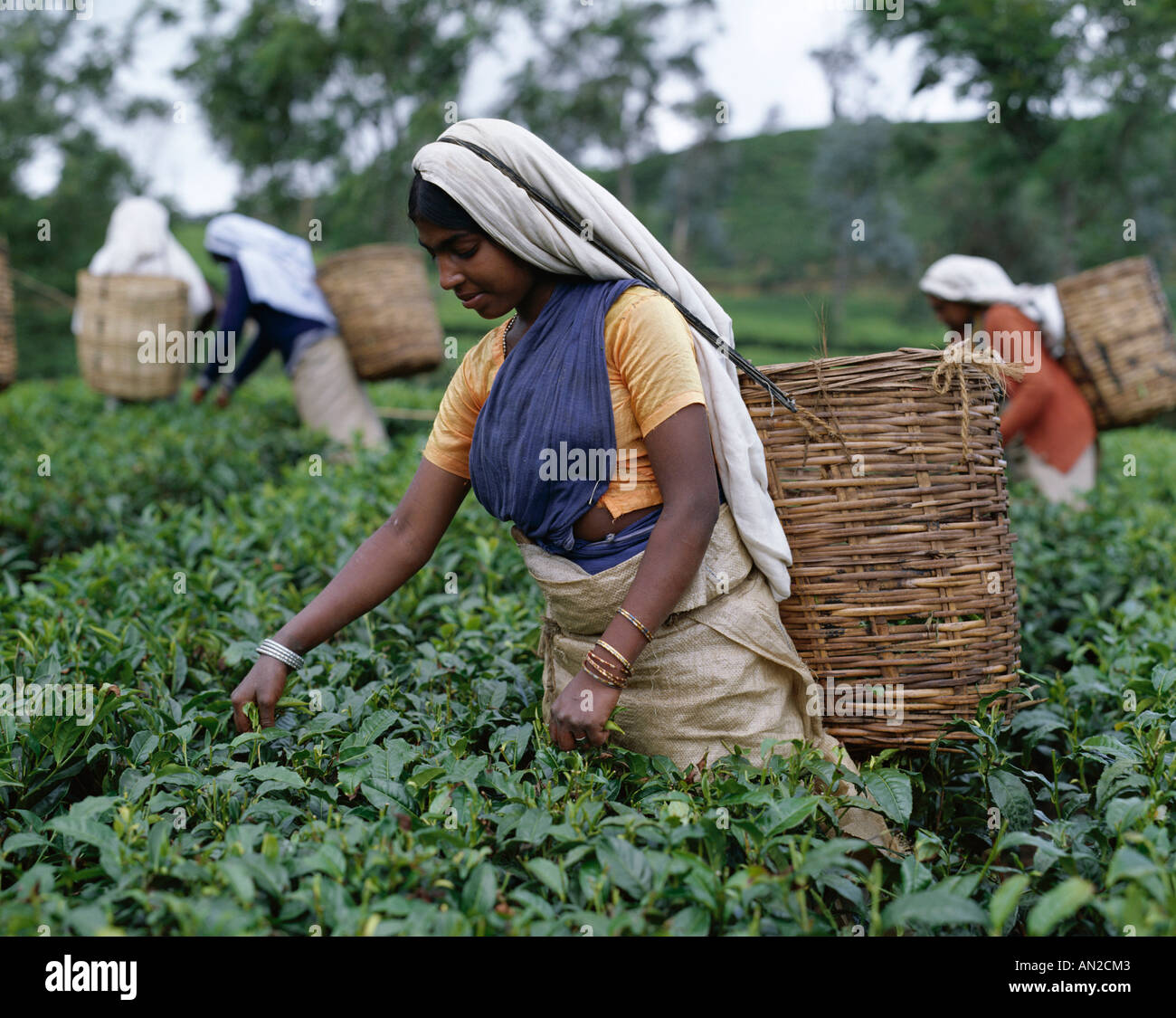 Tea Fields / Tea Picker, Nuwara Eliya, Sri Lanka Stock Photo - Alamy