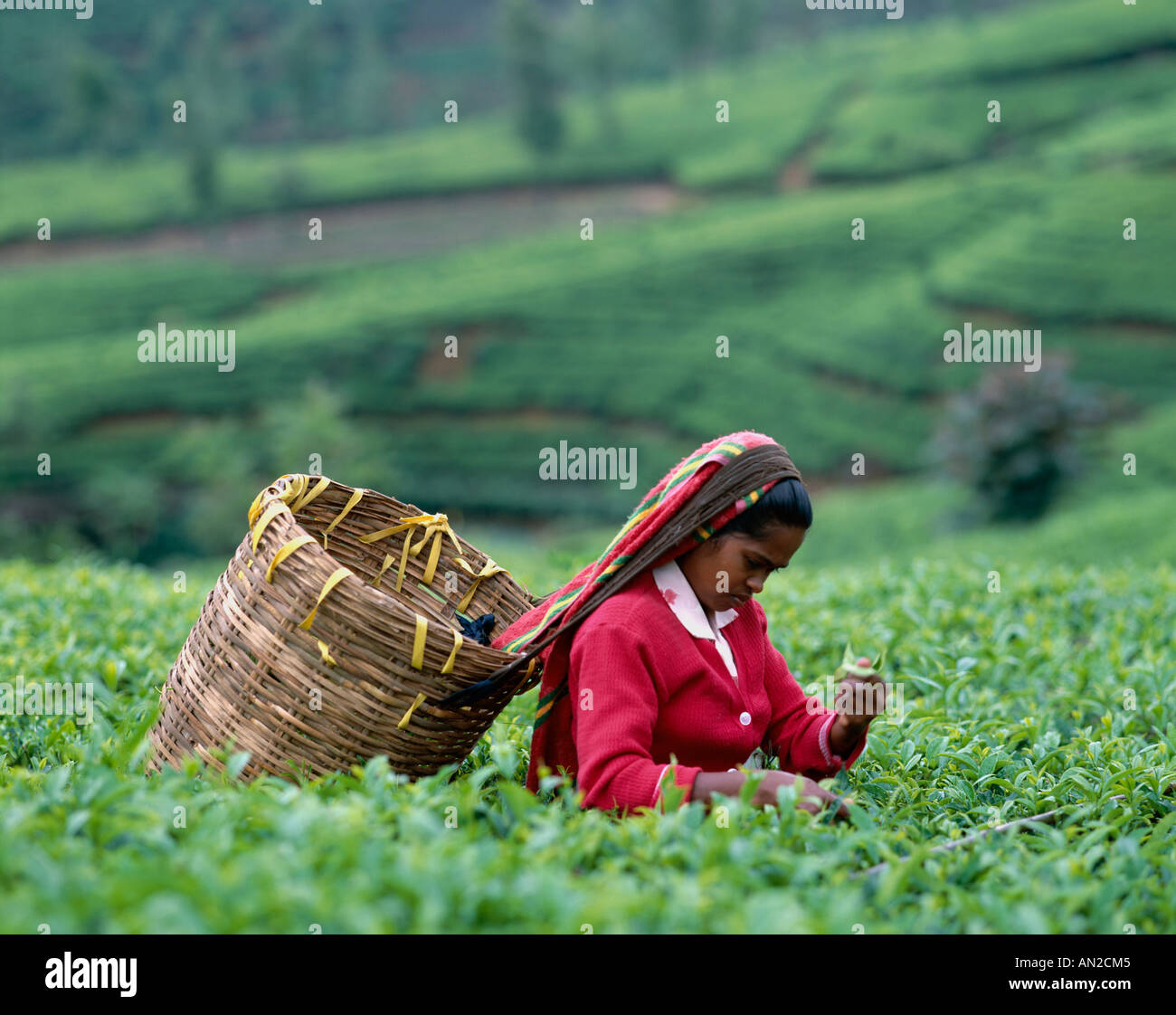 Tea Fields / Tea Picker, Nuwara Eliya, Sri Lanka Stock Photo - Alamy