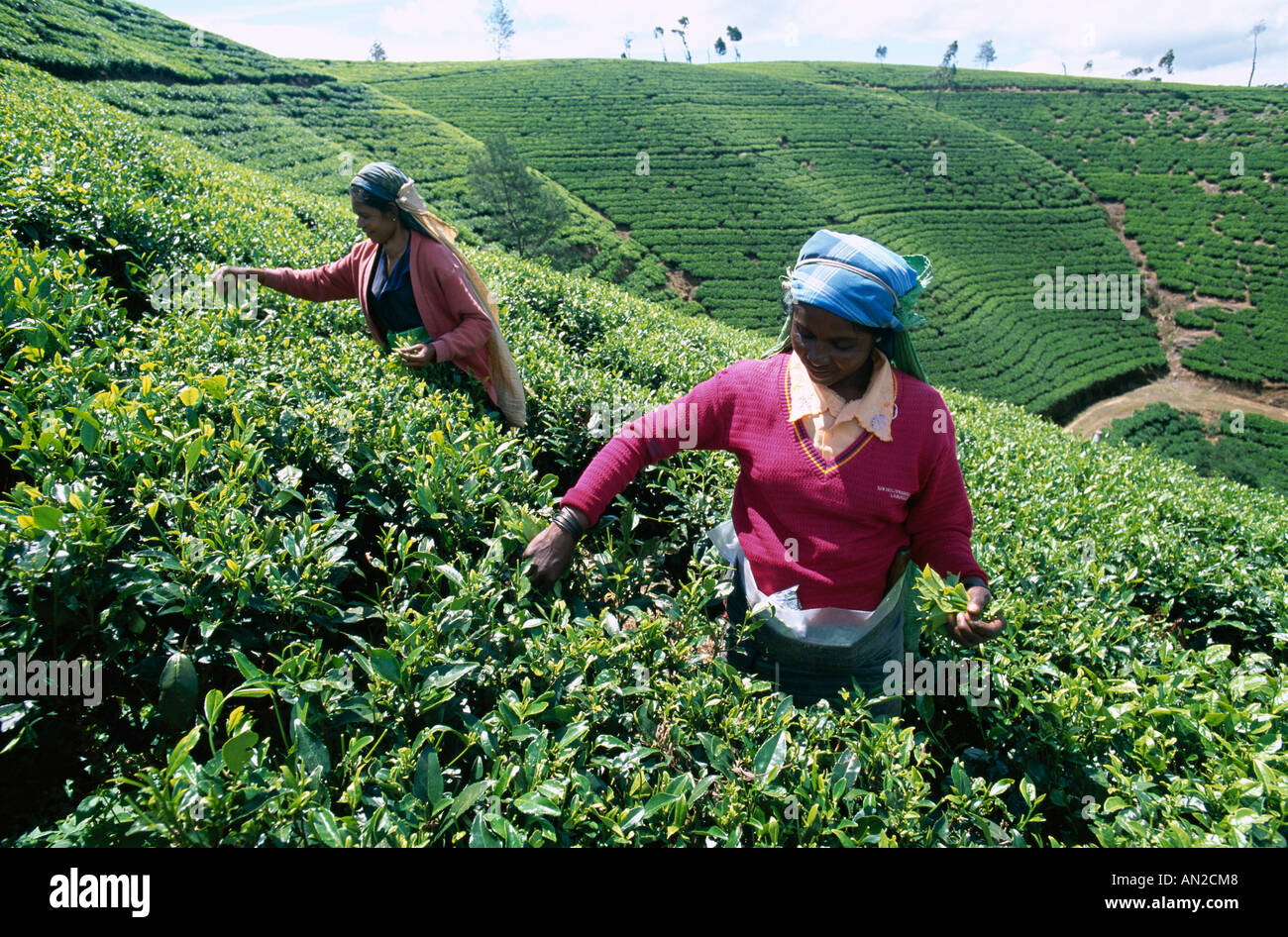 Tea Fields / Tea Pickers, Nuwara Eliya, Sri Lanka Stock Photo - Alamy