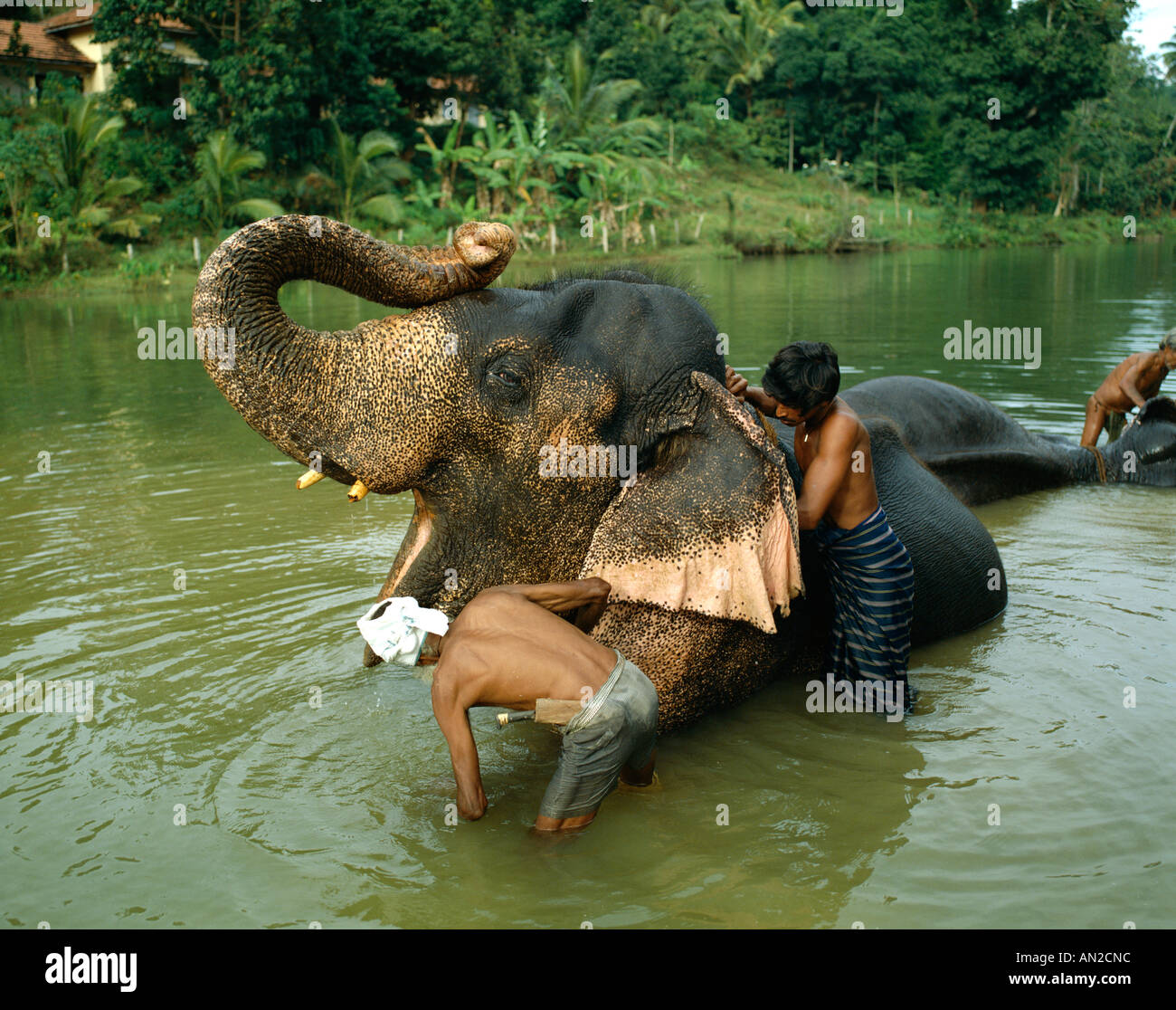 Pinnawala Elephant Orphanage / Elephant Bathing, Kandy, Sri Lanka Stock ...