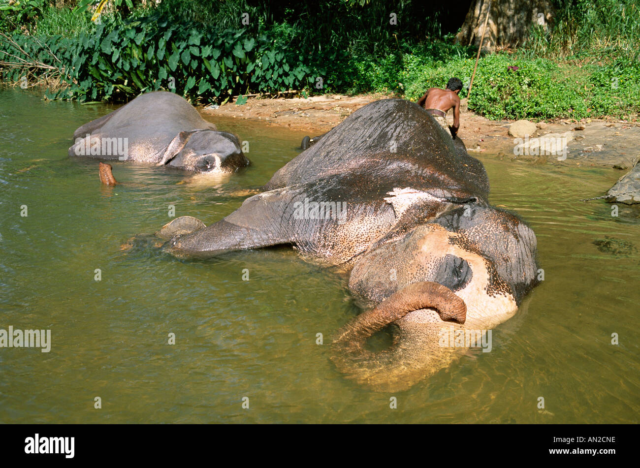 Pinnawala Elephant Orphanage / Elephant Bathing, Kandy, Sri Lanka Stock ...