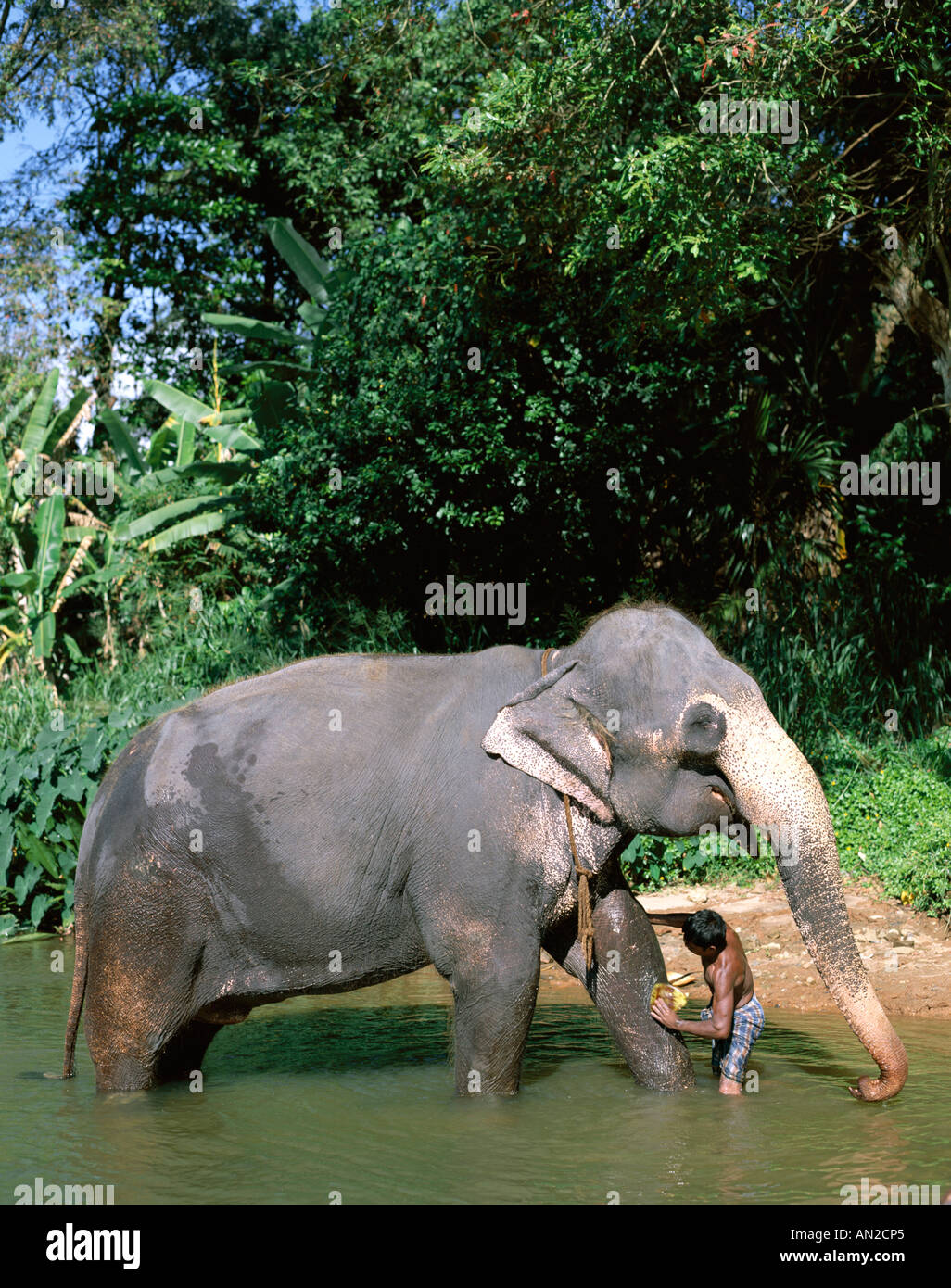 Pinnawala Elephant Orphanage / Elephant Bathing, Kandy, Sri Lanka Stock ...