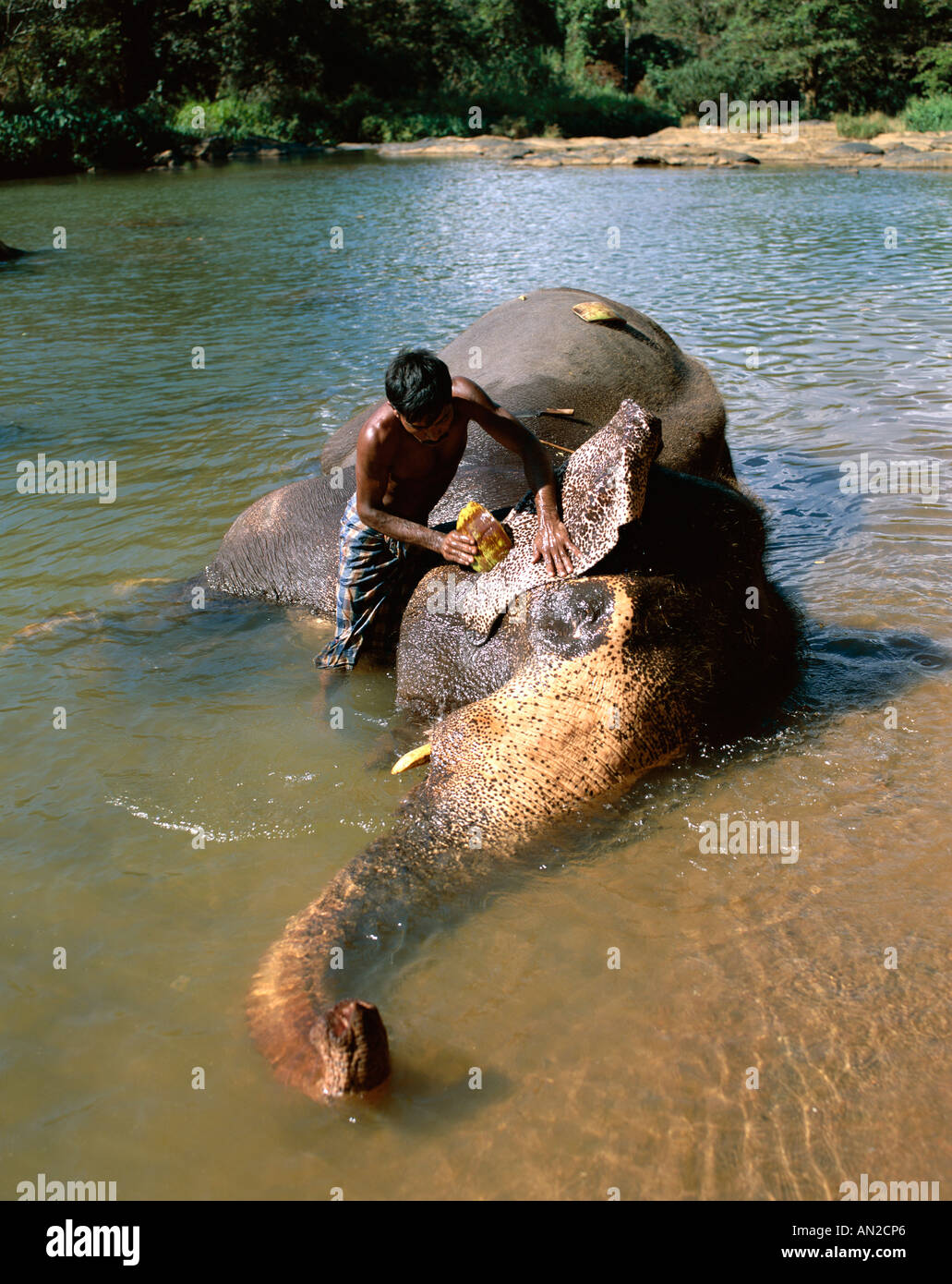 Pinnawala Elephant Orphanage / Elephant Bathing, Kandy, Sri Lanka Stock ...