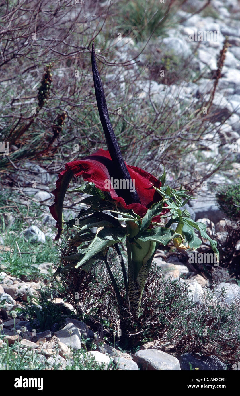 arum arrowroot, dragon arum, voodoo lily (Dracunculus vulgaris ...