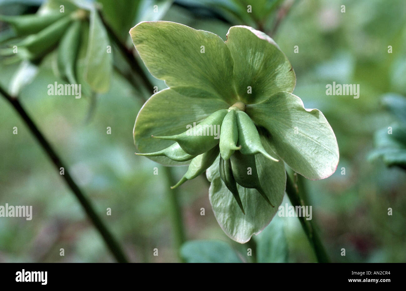 Hellebore seed hi-res stock photography and images - Alamy