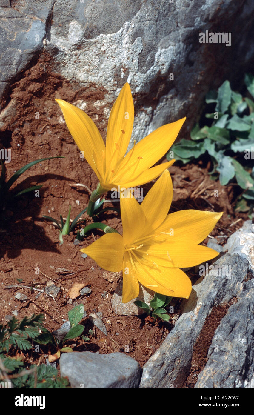 Sternbergia lutea garden hi-res stock photography and images - Alamy