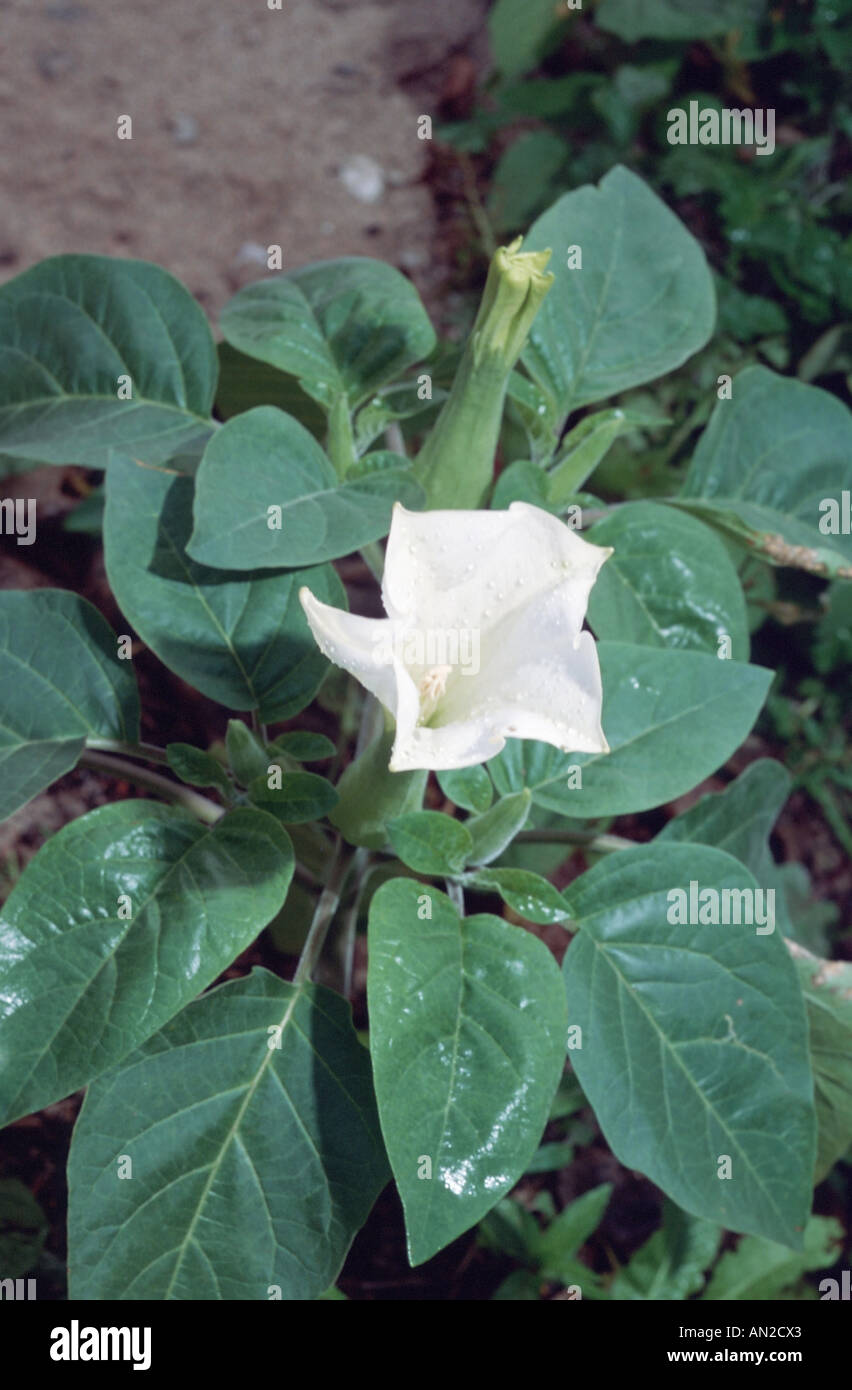 Hallucinogenic wild flower plant hi-res stock photography and images ...