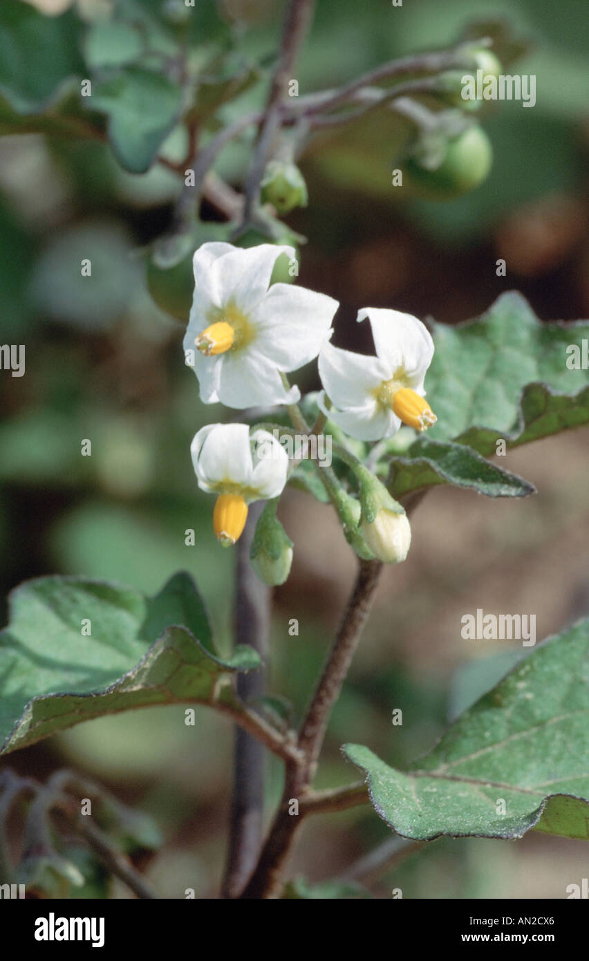 common nightshade, black nightshade (Solanum nigrum), blossoms, Germany ...