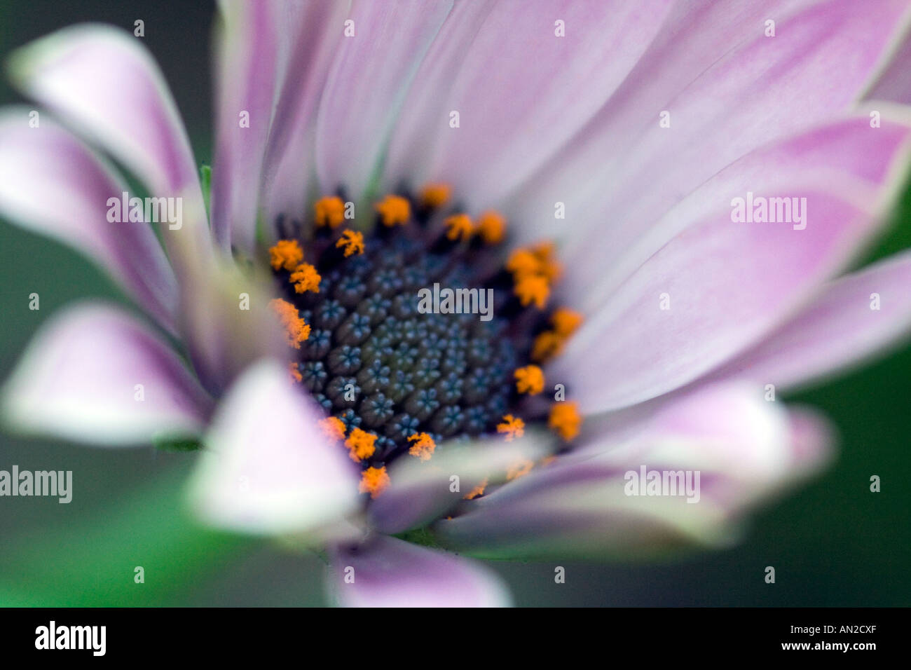 Flower with large depth of field Stock Photo - Alamy