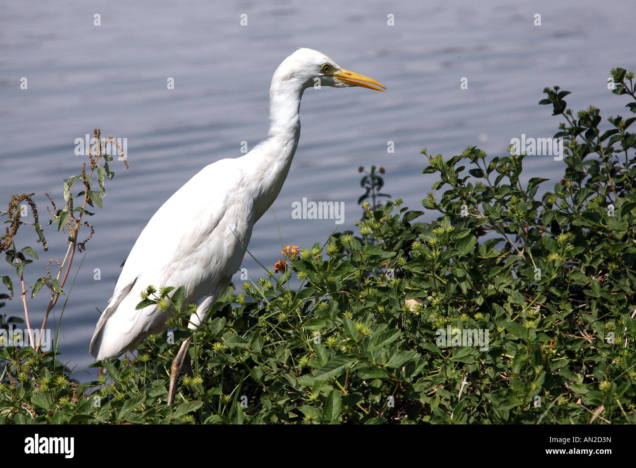 Yellow Billed Egret (egretta Intermedia Stock Photo - Alamy